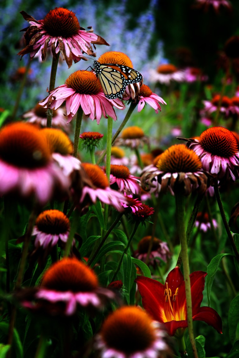 Learning To See | renée a. schuls-jacobson